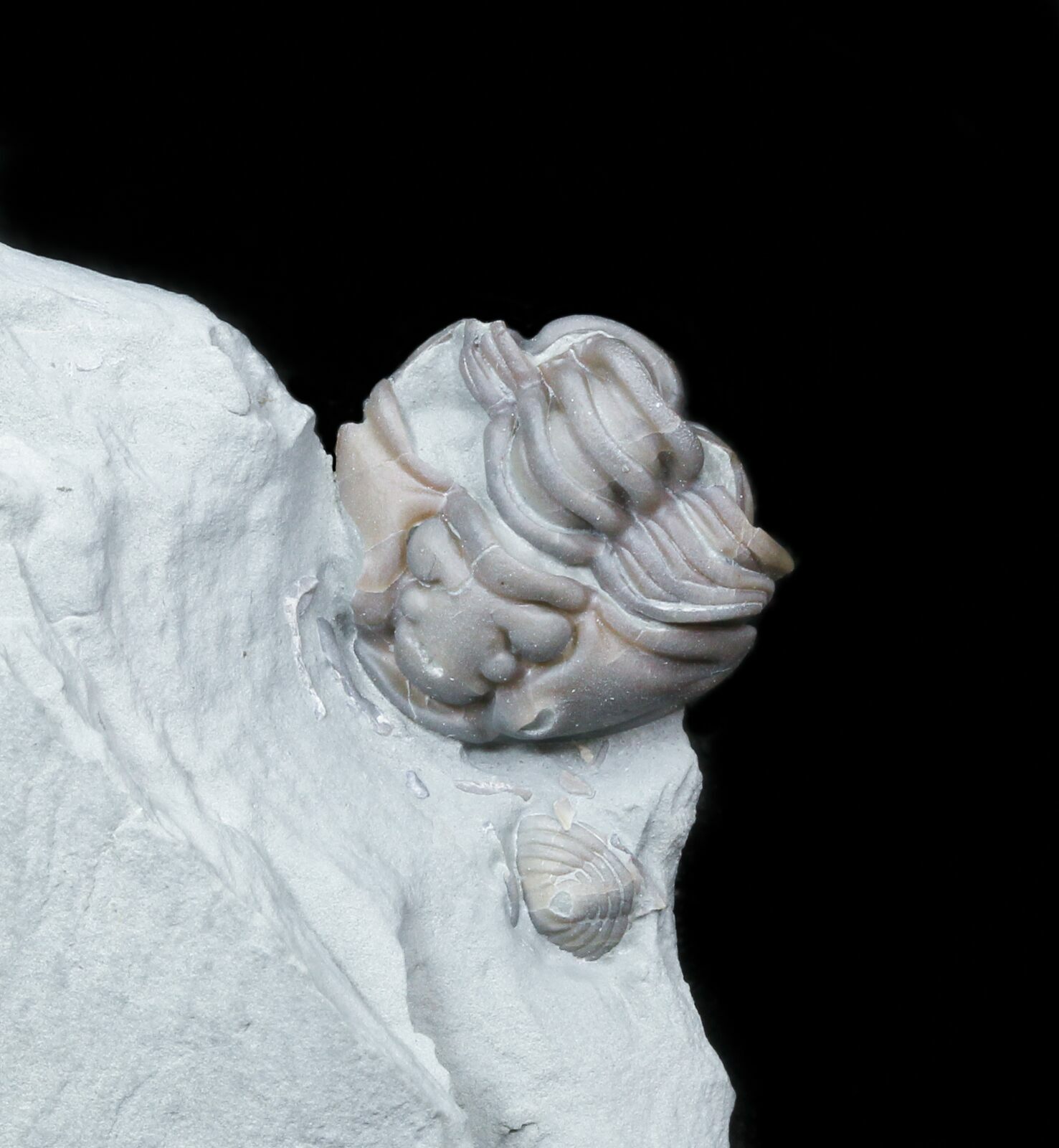 Enrolled .72" Flexicalymene Trilobite From Ohio (#30446) For Sale ...