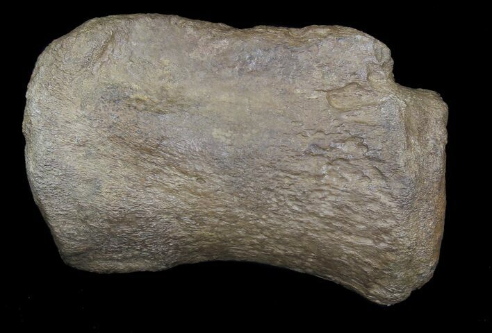 Edmontosaurus Phalange (Toe Bone) - 5.5" long (#30484) For Sale ...