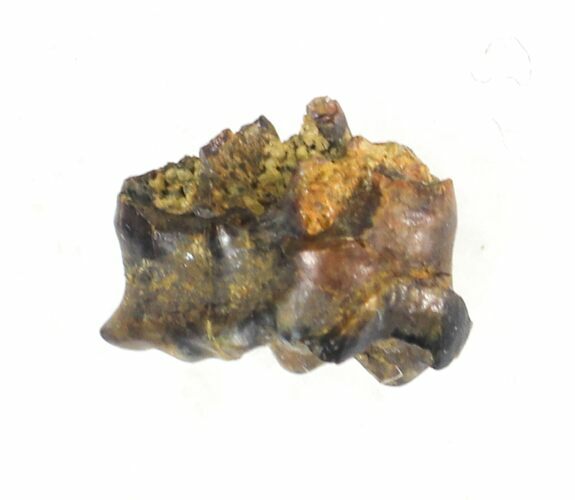 Didelphodon Molar - Cretaceous Marsupial Mammal (#30532) For Sale ...