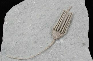 Echinoderm Fossils For Sale - FossilEra.com