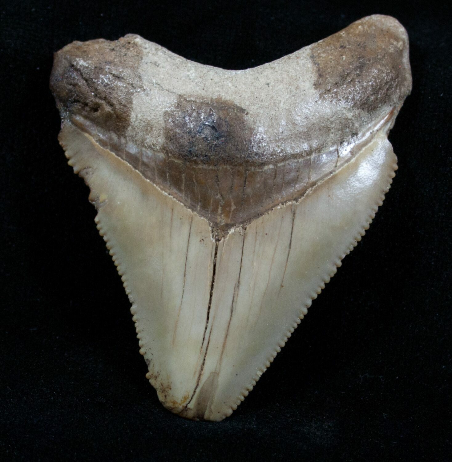 1.79" Tan Megalodon Tooth - Bone Valley For Sale (#3822) - FossilEra.com