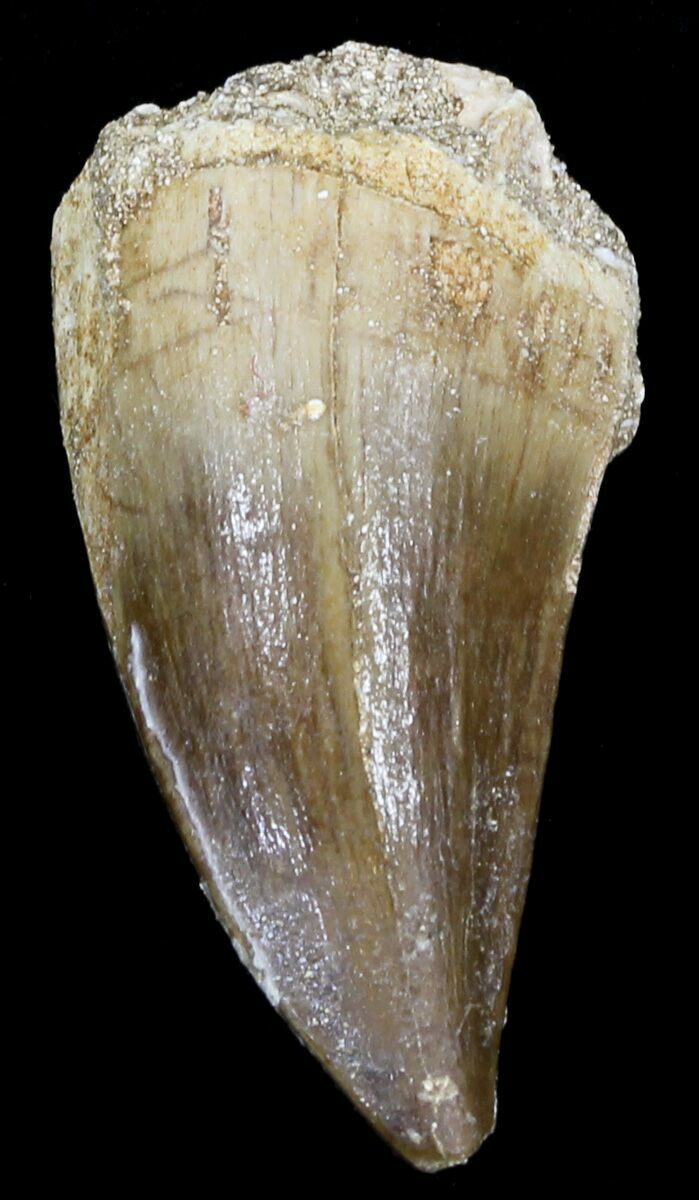 1.84" Mosasaur (Prognathodon) Tooth (#32278) For Sale - FossilEra.com