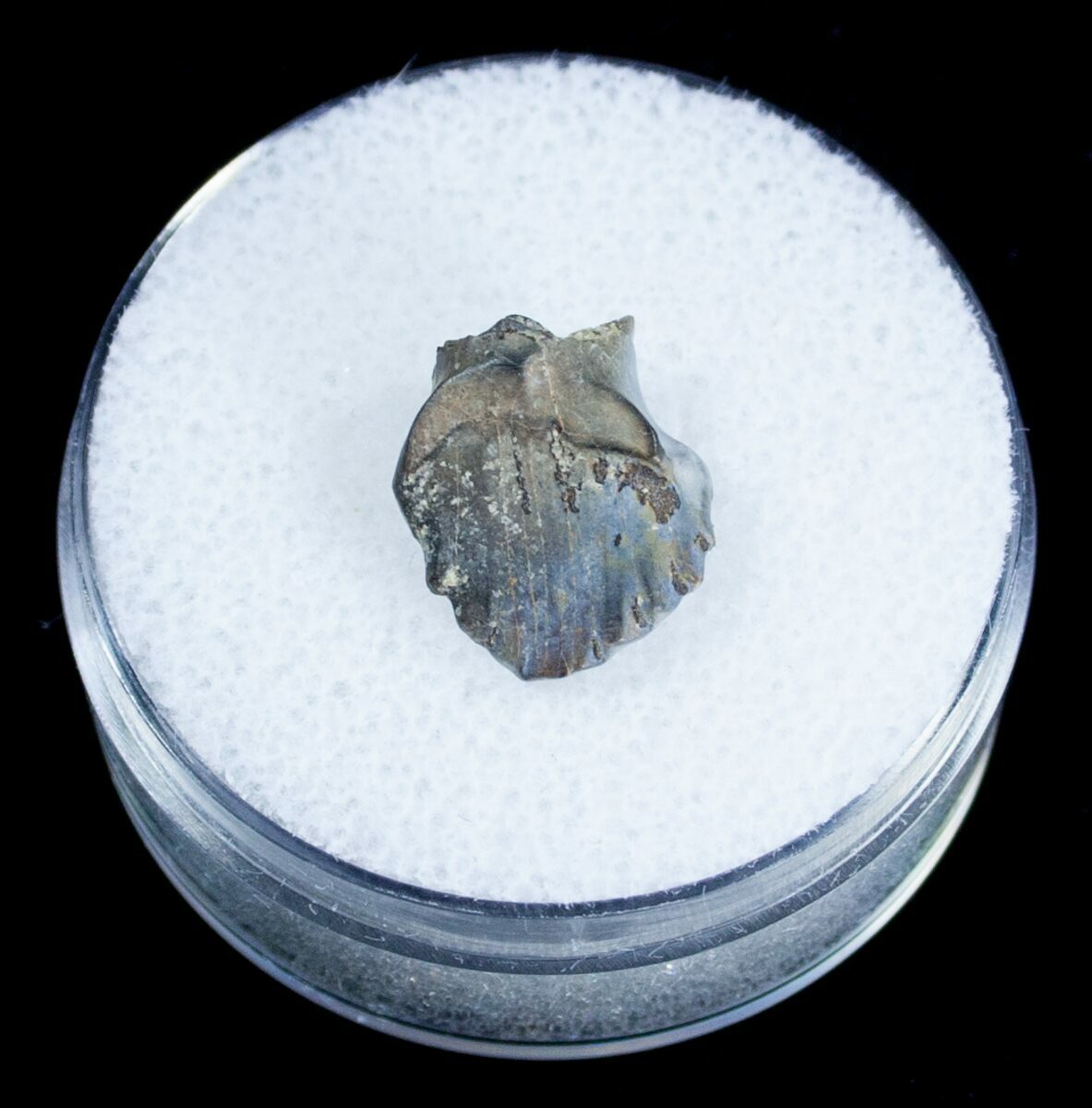 Armored Ankylosaur Tooth - Two Medicine Formation (#3875) For Sale ...