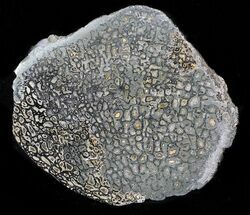 Polished Dinosaur Bone For Sale - FossilEra.com