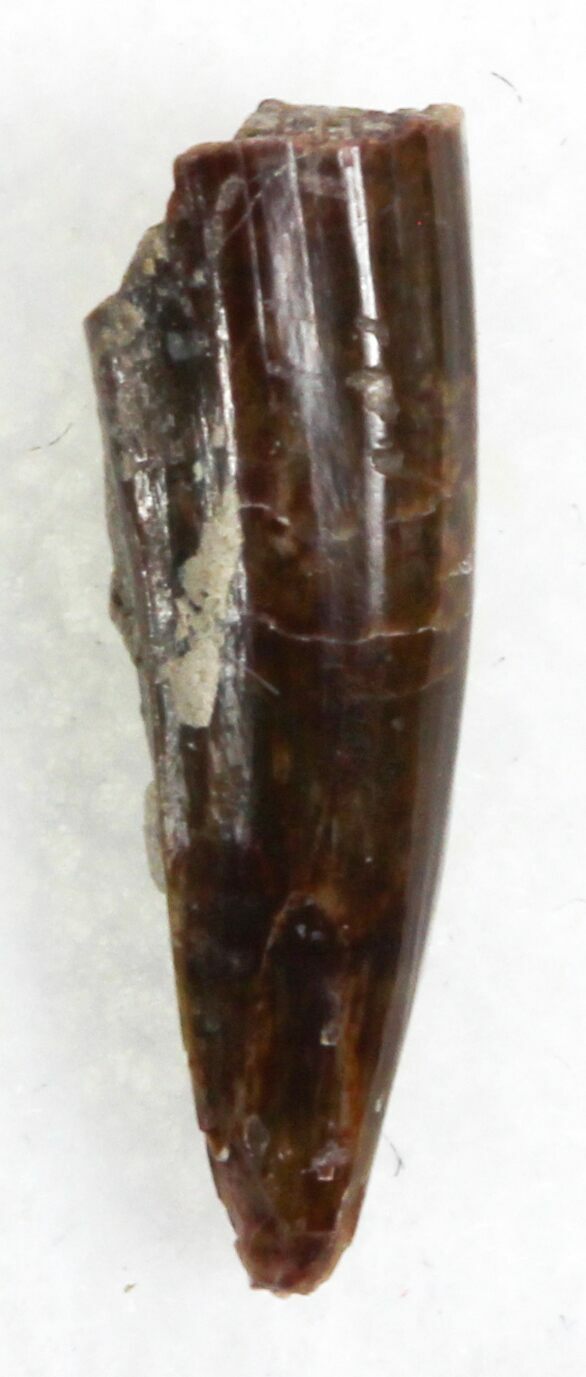 .55" Eryops Tooth From Oklahoma - Giant Permian Amphibian (#33536) For ...