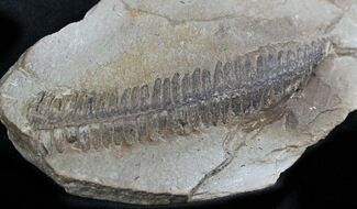 Plant Fossils For Sale - FossilEra.com