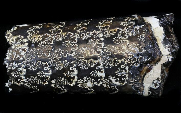 3" Baculites Section With Great Sutures - South Dakota (#33889) For ...