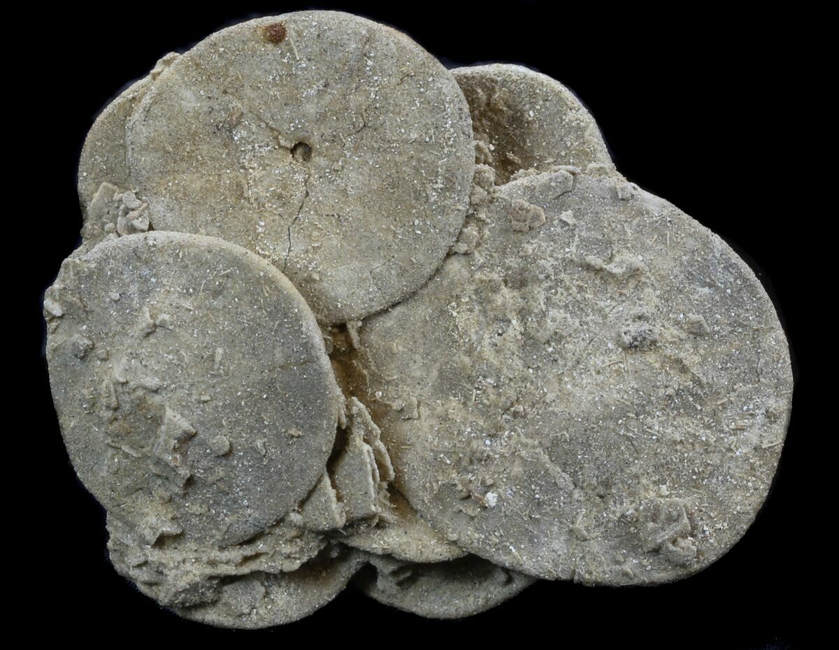 3.9" Fossil Sand Dollar (Dendraster) Cluster - California (#34349) For ...