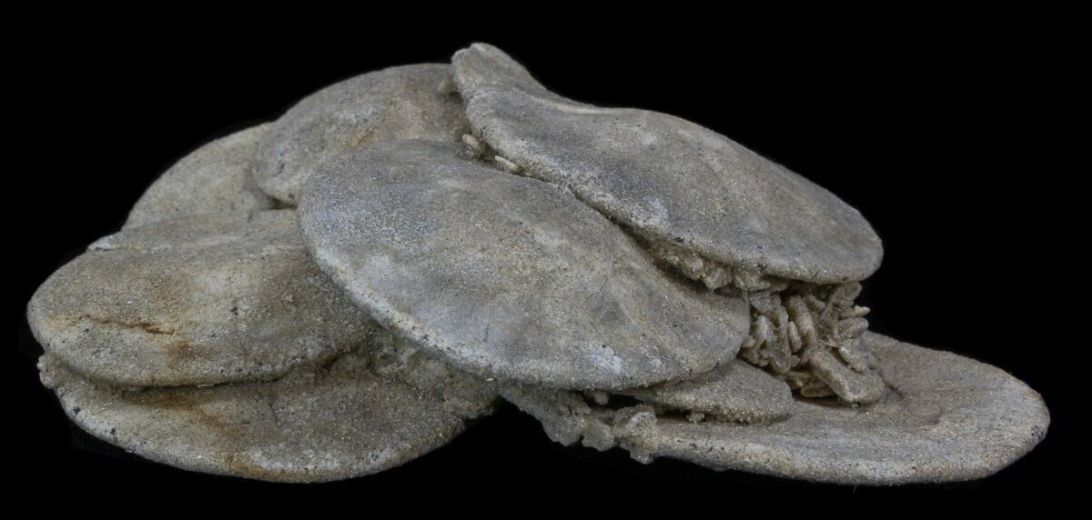 3.9" Fossil Sand Dollar (Dendraster) Cluster - California (#34349) For ...