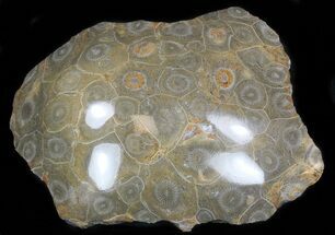 3.5" Fossil Coral (Lithostrotionella) Head - Iowa For Sale (#45061 ...