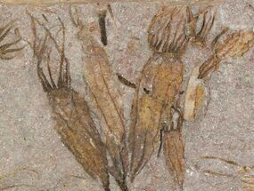 Eocrinoid (Ascocystites) From Morocco - Ordovician For Sale (#13719 ...