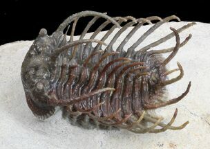 Trilobite - Alchetron, The Free Social Encyclopedia