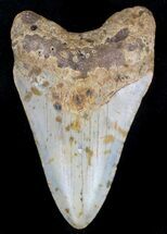 Megalodon Teeth For Sale - FossilEra.com