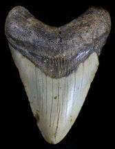 Megalodon Teeth For Sale - FossilEra.com