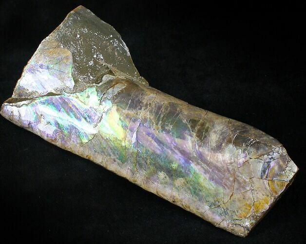 Brilliantly Iridescent, 4.7" Baculites Section - South Dakota (#22805 ...