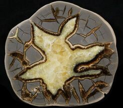 Septarian For Sale - FossilEra.com