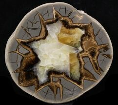 Septarian For Sale - FossilEra.com