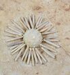 2" Wide Salenia Urchin Fossil - Late Cretaceous (#39143) For Sale ...