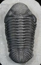 Fossils For Sale - FossilEra.com