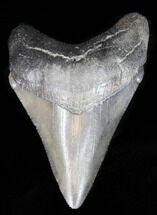 Megalodon Teeth For Sale - FossilEra.com