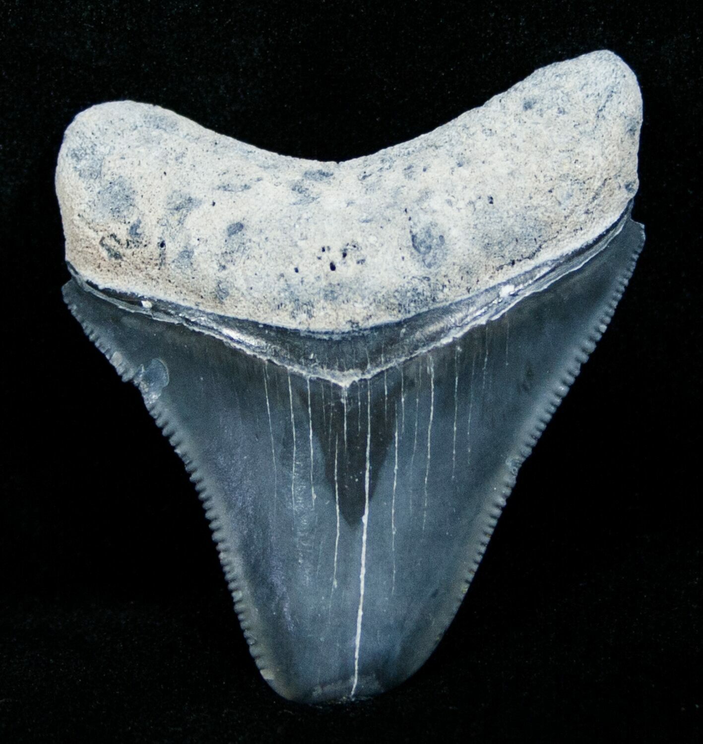 1.9" Bargain Bone Valley Megalodon Tooth (#4190) For Sale - FossilEra.com