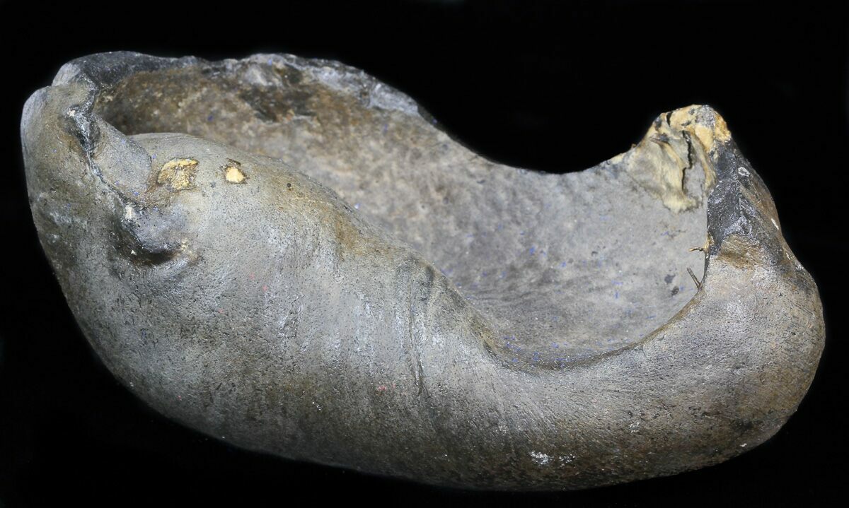 4.2" Fossil Whale Ear Bone - Miocene (#40312) For Sale - FossilEra.com