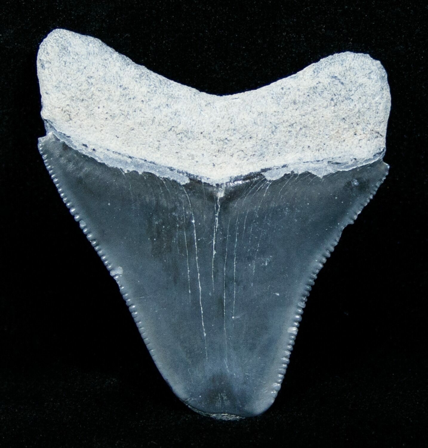 1.9" Bargain Bone Valley Megalodon Tooth (#4190) For Sale - FossilEra.com