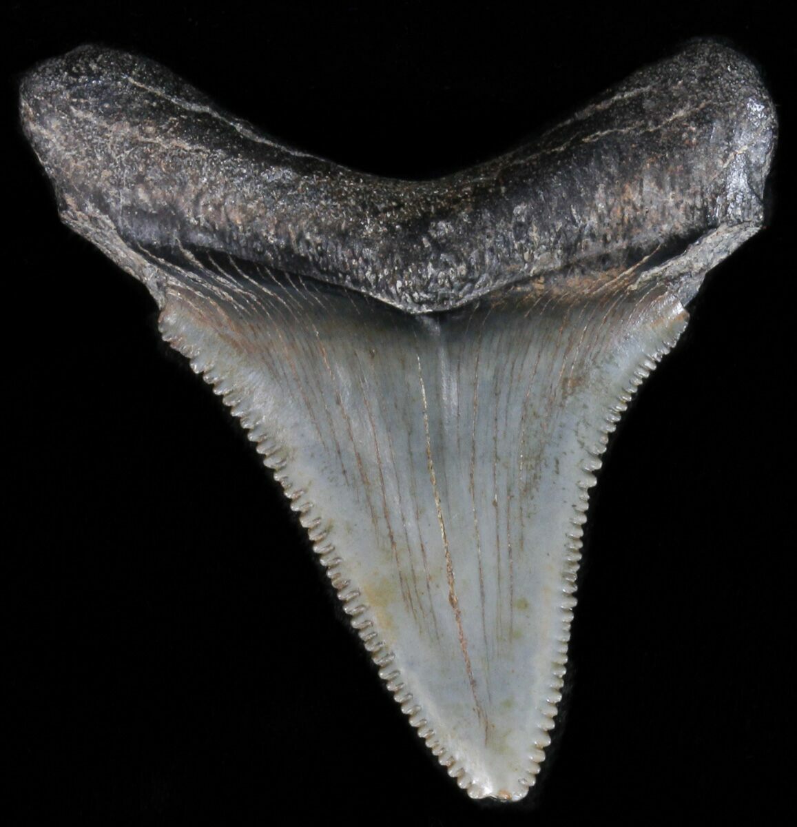 Bargain 1.94" Angustidens Tooth - Megalodon Ancestor (#40030) For Sale ...