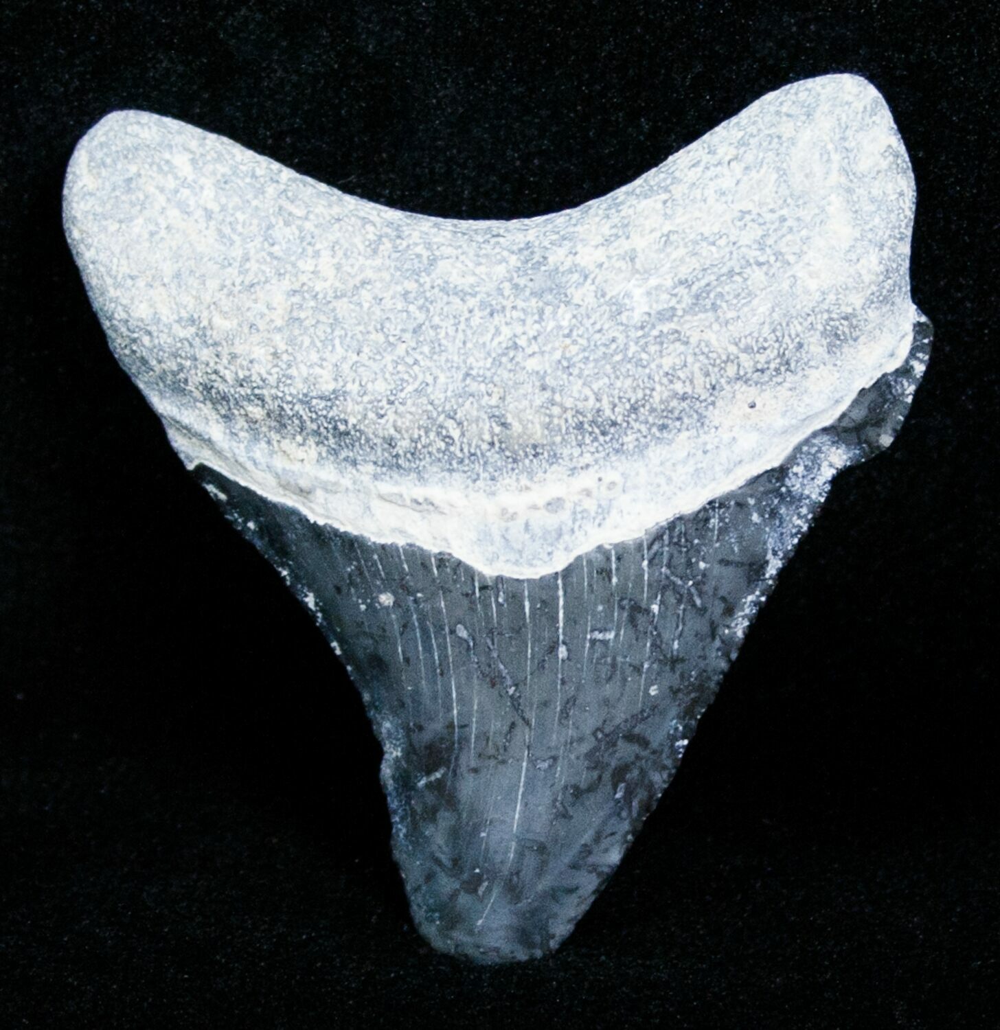 1.7" Bargain Bone Valley Megalodon Tooth (#4192) For Sale - FossilEra.com