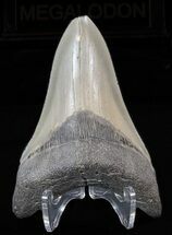 Megalodon Teeth For Sale - FossilEra.com