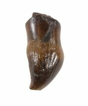 About Dinosaur Teeth - FossilEra.com