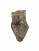 Dinosaur Teeth For Sale - FossilEra.com