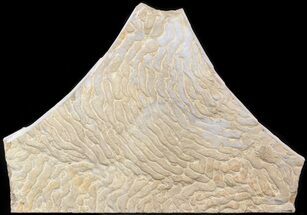 Fossilized Pennsylvanian Microbial Mat Table - Oklahoma For Sale ...