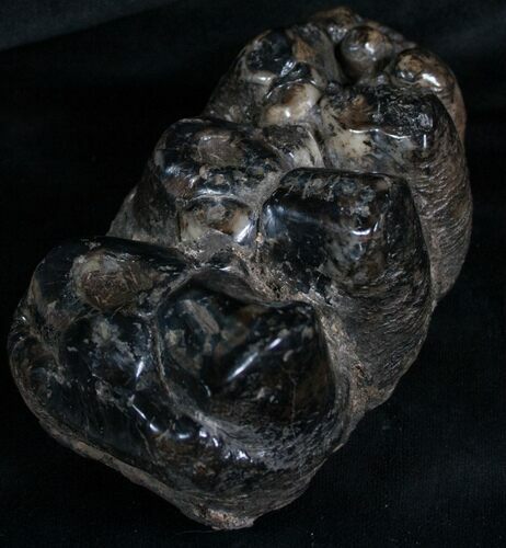 Rare Trilophodon (4 Tusked Mastodon) Molar (#4248) For Sale - FossilEra.com