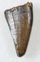 Monster 4.25" T-Rex Tooth - Exceptional Condition For Sale (#22546 ...