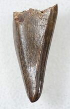 Monster 4.25" T-Rex Tooth - Exceptional Condition For Sale (#22546 ...