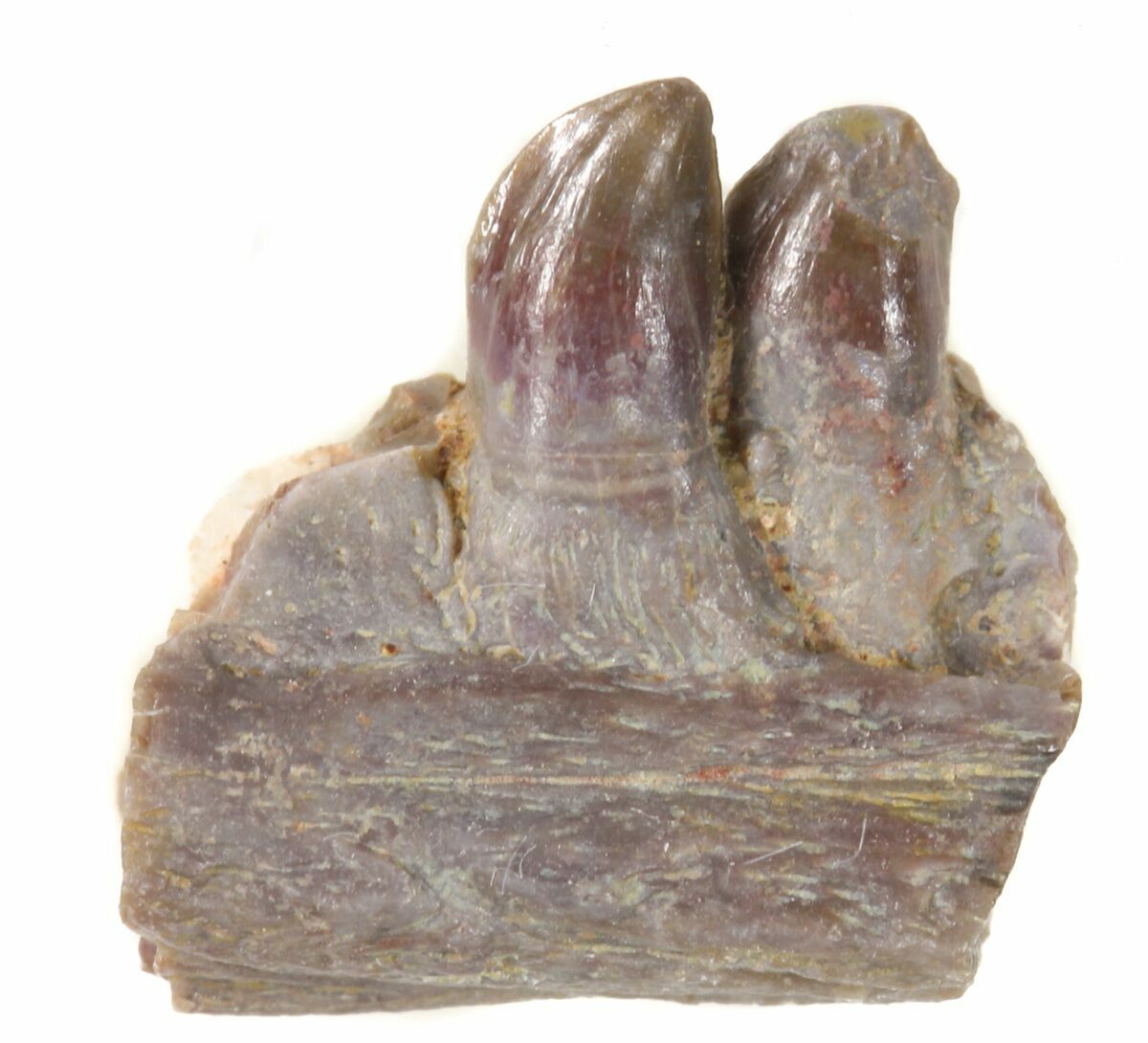 .43" Ophiacodon (Permian Synapsid) Jaw Section - Texas For Sale (#42969 ...