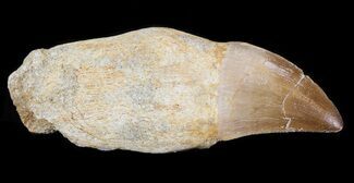 Mosasaurus & Mosasaurs - FossilEra.com