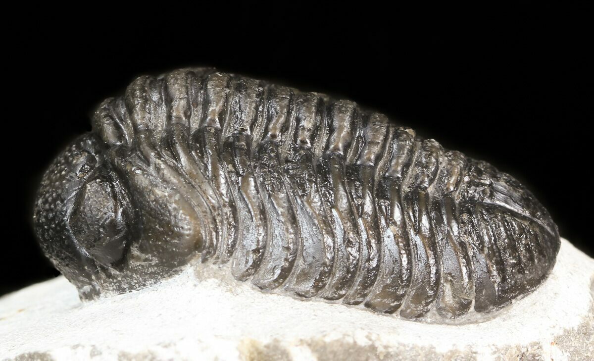 Bargain 1.7" Phacops Trilobite - Morocco (#43468) For Sale - FossilEra.com