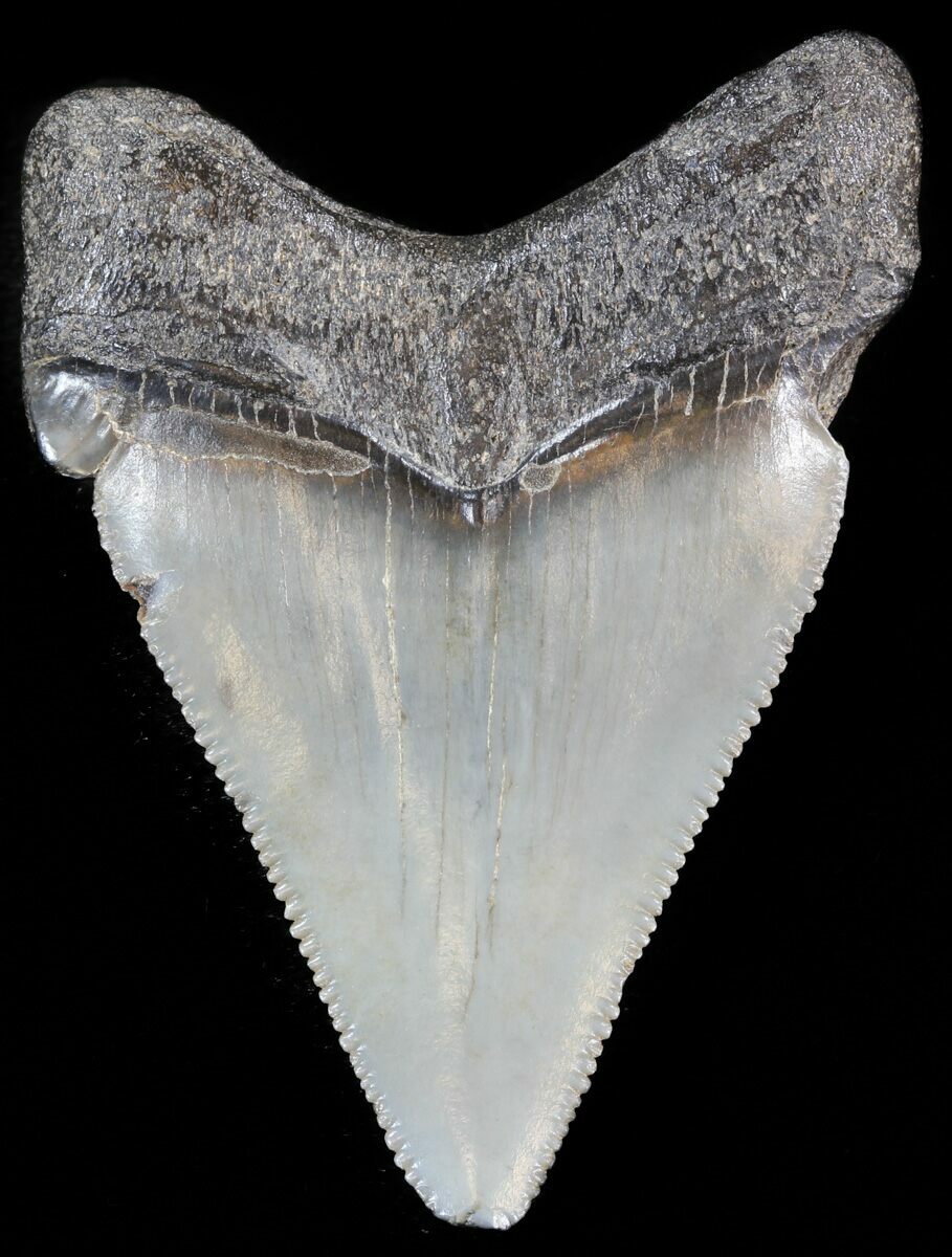 Bargain 1.97" Angustidens Tooth - Megalodon Ancestor (#43580) For Sale ...