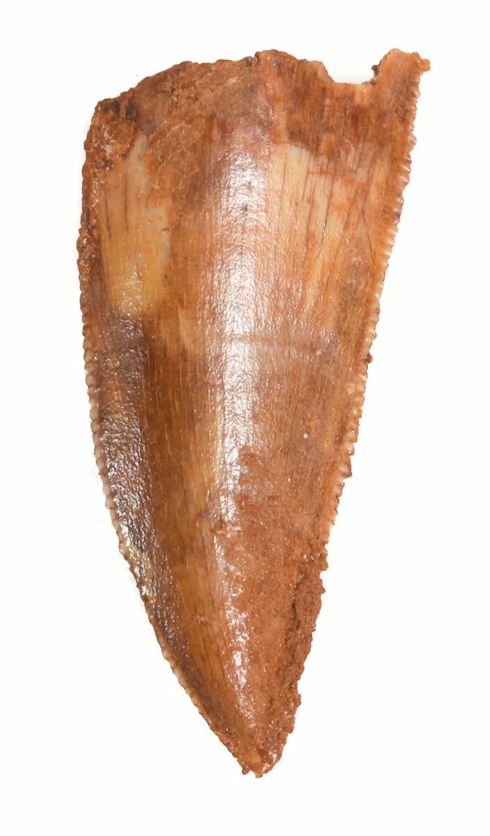 Large, Serrated, 1.03" Raptor Tooth - Morocco (#44164) For Sale ...