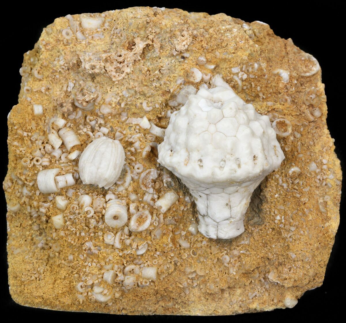 Uperocrinus (Crinoid) & Globoblastus (Blastoid) - Missouri (#44130) For ...