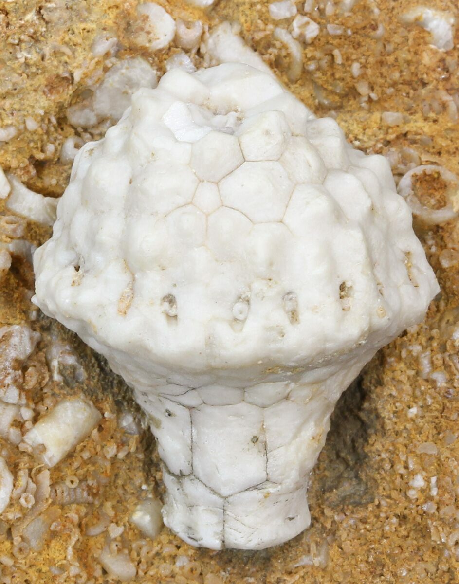 Uperocrinus (Crinoid) & Globoblastus (Blastoid) - Missouri (#44130) For ...