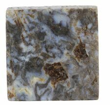 3.6" Jurassic Aged Cycad (Zamites) From France For Sale (#12953 ...