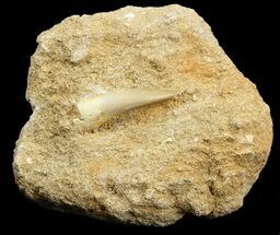 Reptile & Synapsids Fossils For Sale - FossilEra.com