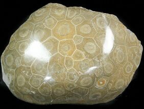Coral Fossils For Sale - FossilEra.com
