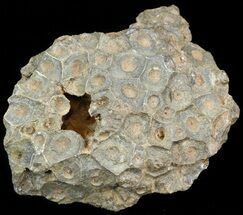 3.5" Fossil Coral (Lithostrotionella) Head - Iowa For Sale (#45061 ...