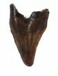 .19" Avisaurus ("Bird Lizard") Tooth - Hell Creek Formation (#44946 ...