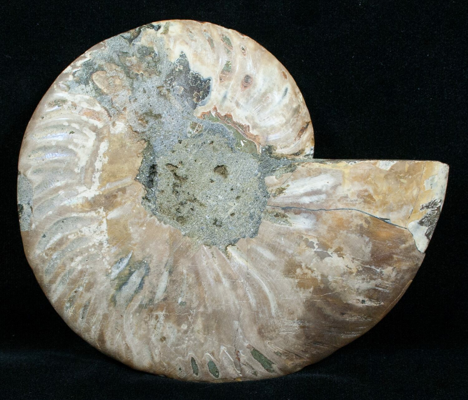4 3/4 Inch Split Ammonite (Half) (#4381) For Sale - FossilEra.com