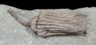 Crinoid Fossils For Sale - FossilEra.com
